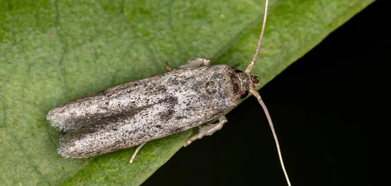Polilla - Plaguefit Desinfecciones